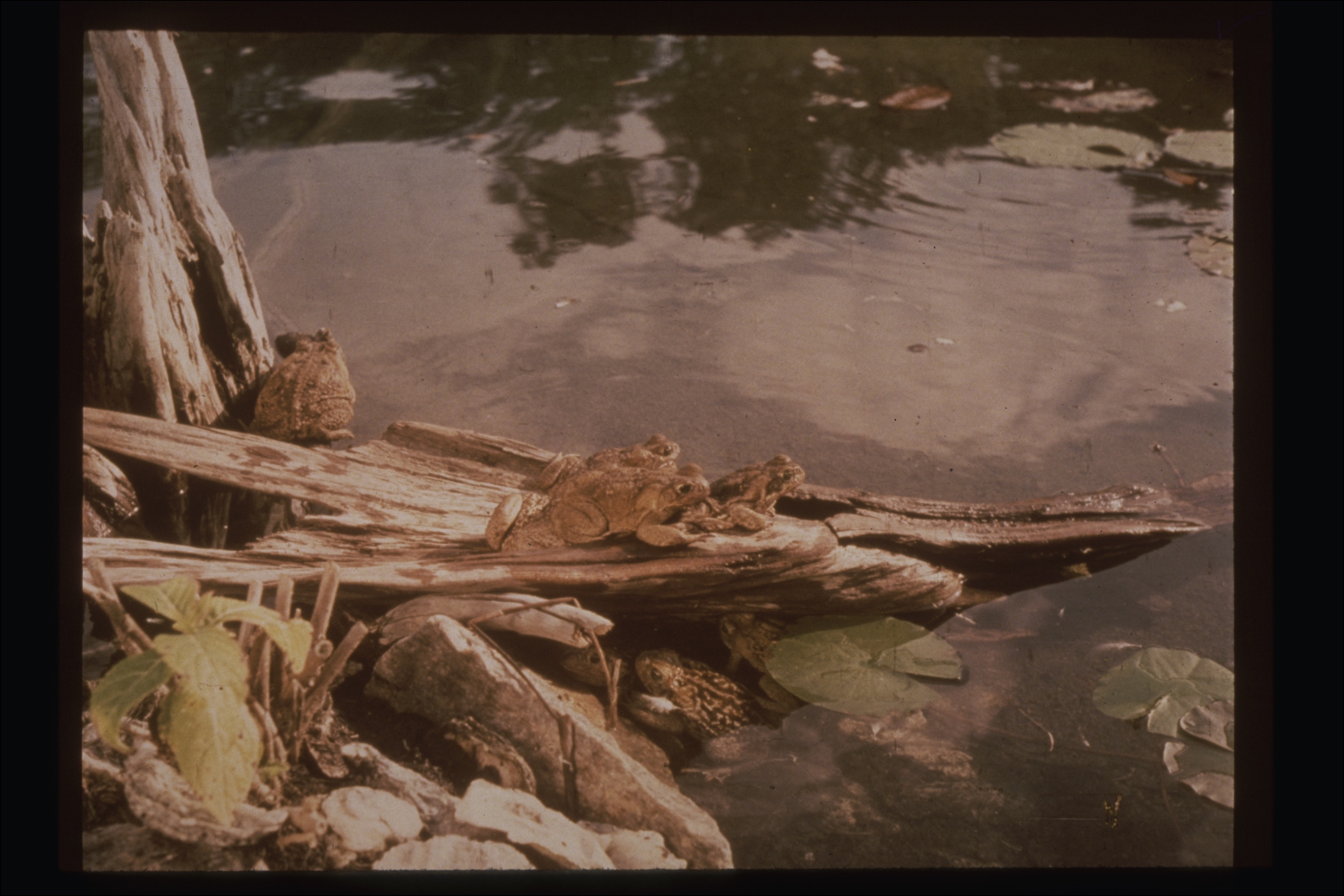 Frogs | Music Box Theatre