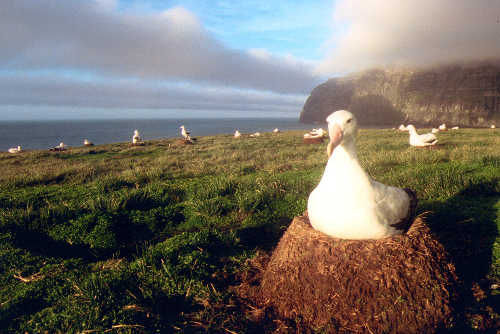 Winged Migration | Music Box Theatre